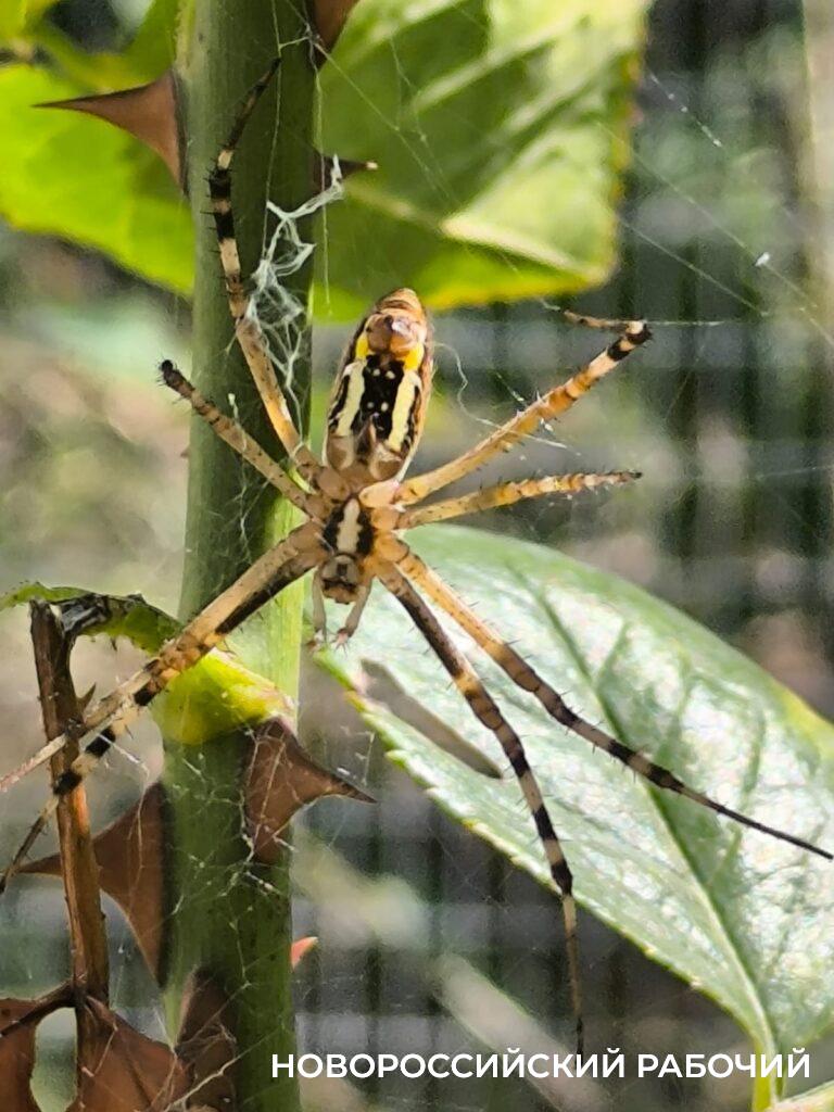 В Новороссийске на деревьях заметили пауков-ос – Новости Новороссийска